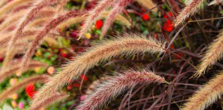 Qué son las gramíneas - características, tipos y ejemplos - Jardinus