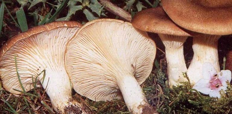 Setas de cardo: características y beneficios - Jardinus