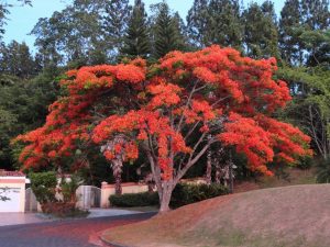 Laurel de la India: características, cultivo y cuidados - Jardinus