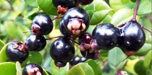 Arrayán: características y cuidados - Jardinus