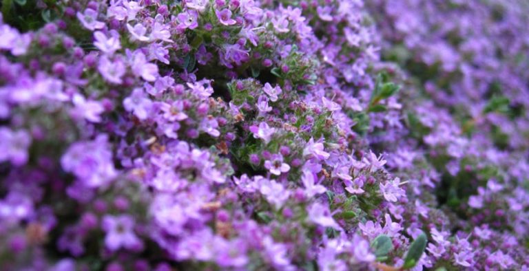 10 plantas rastreras tapizantes para tu jardín