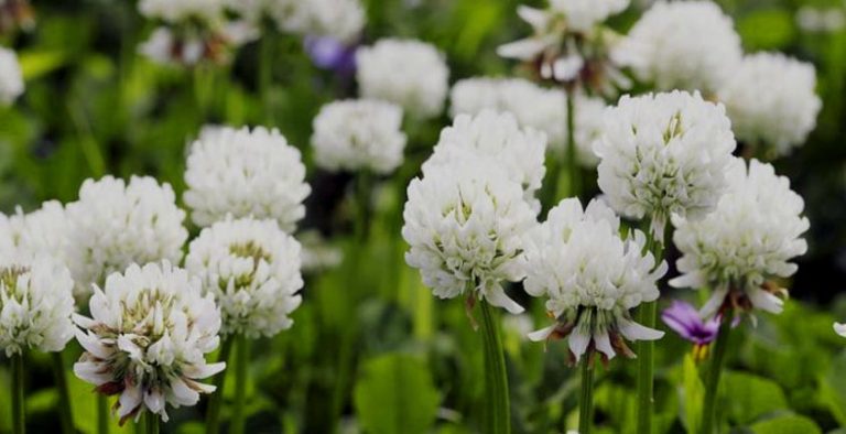 10 plantas rastreras tapizantes para tu jardín