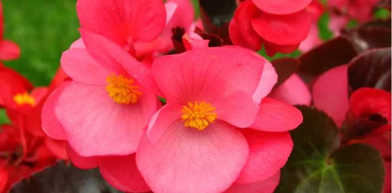 Begonia doblet: Qué es y cuidados - Jardinus
