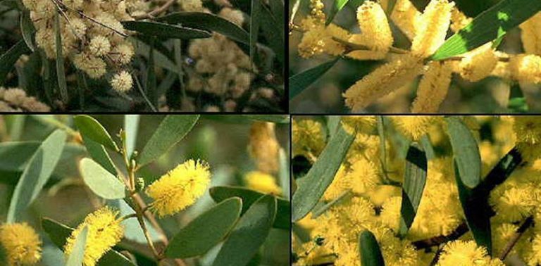 Árbol de la acacia: características y cuidados - Jardinus